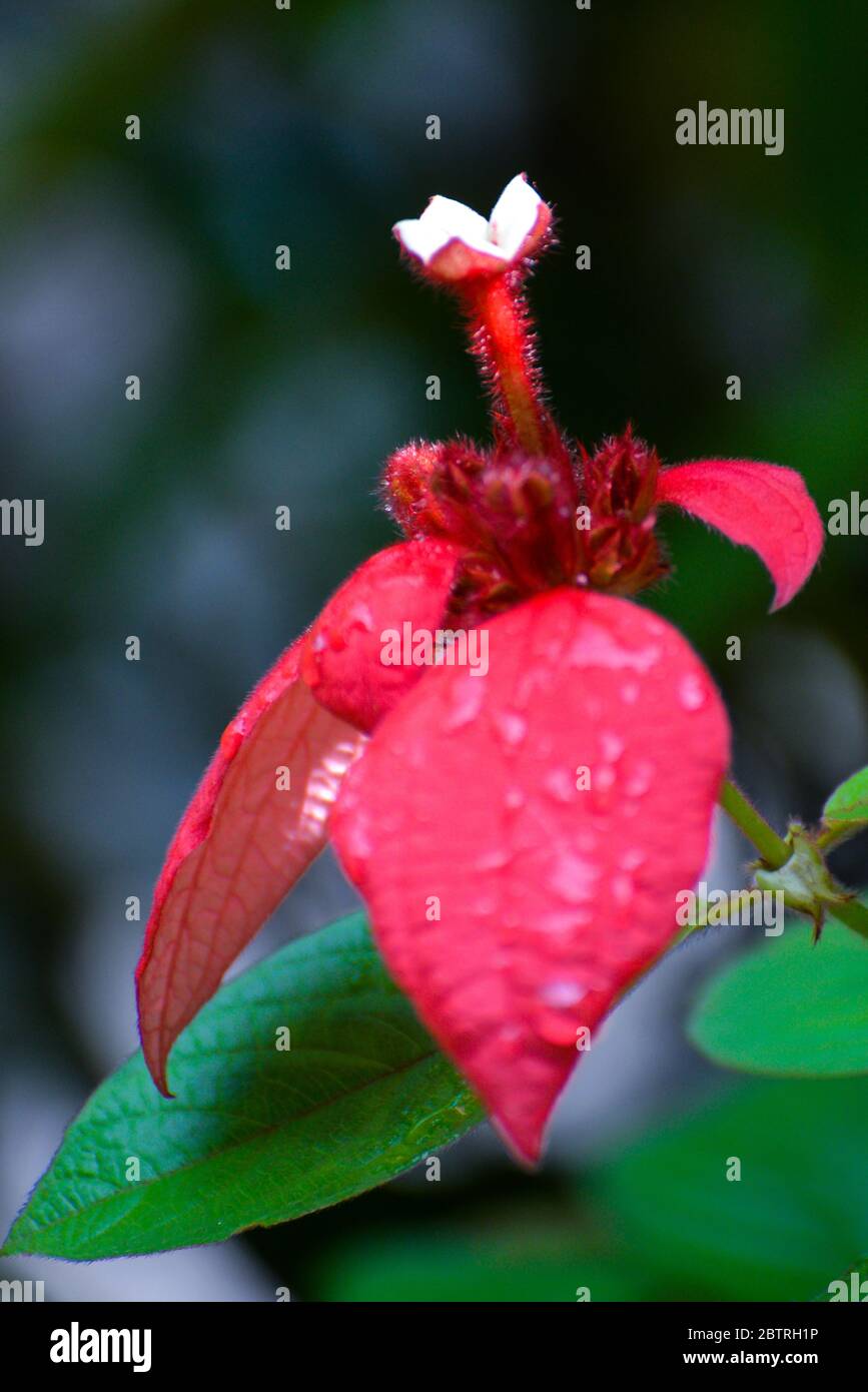 Jamanthi flowers hi-res stock photography and images - Alamy
