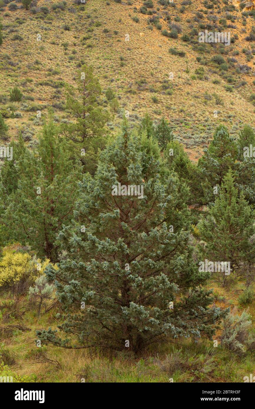 Western juniper (Juniperus occidentalis) in Dago Gulch, Upper Leslie ...