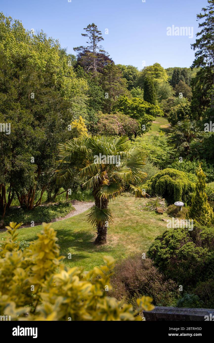 Devon palm tree hi-res stock photography and images - Alamy