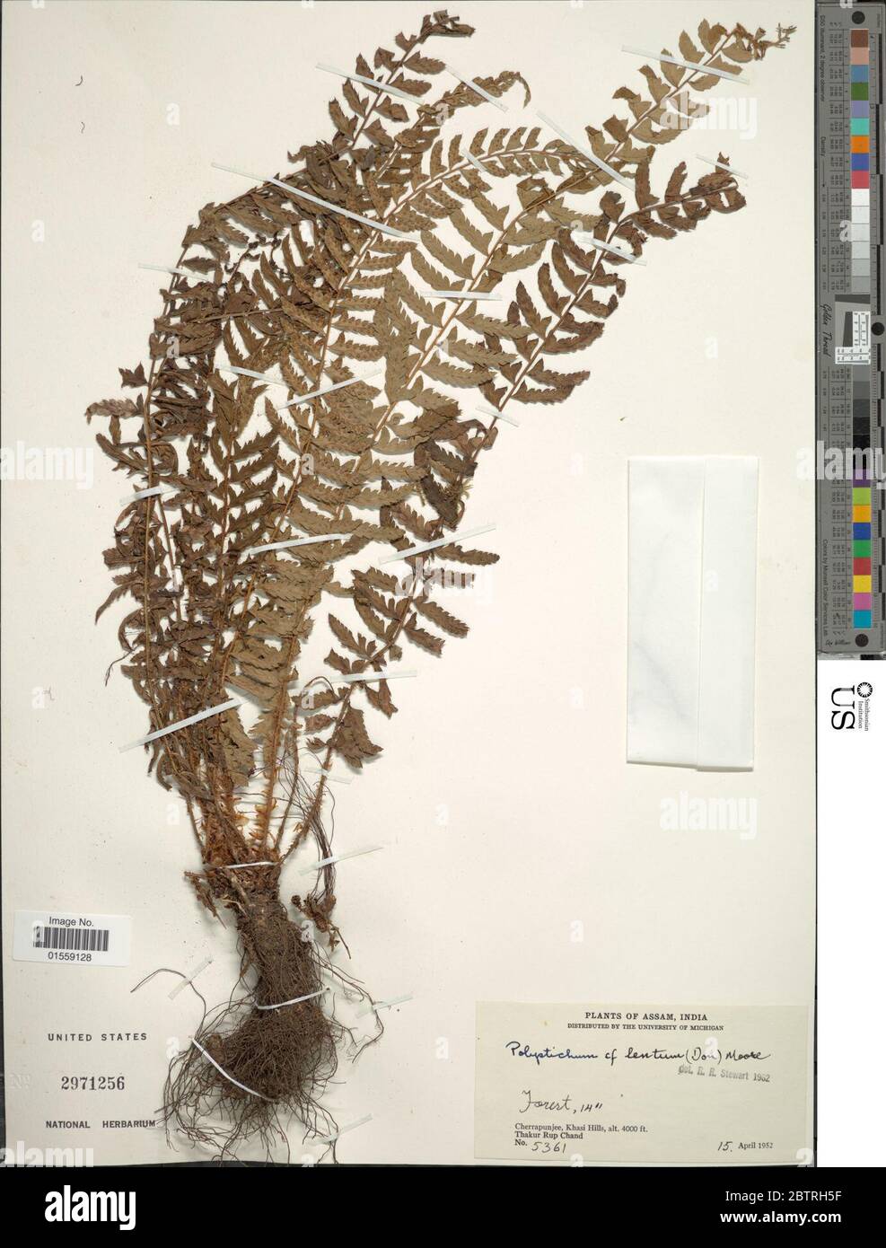 Polystichum lentum hi-res stock photography and images - Alamy