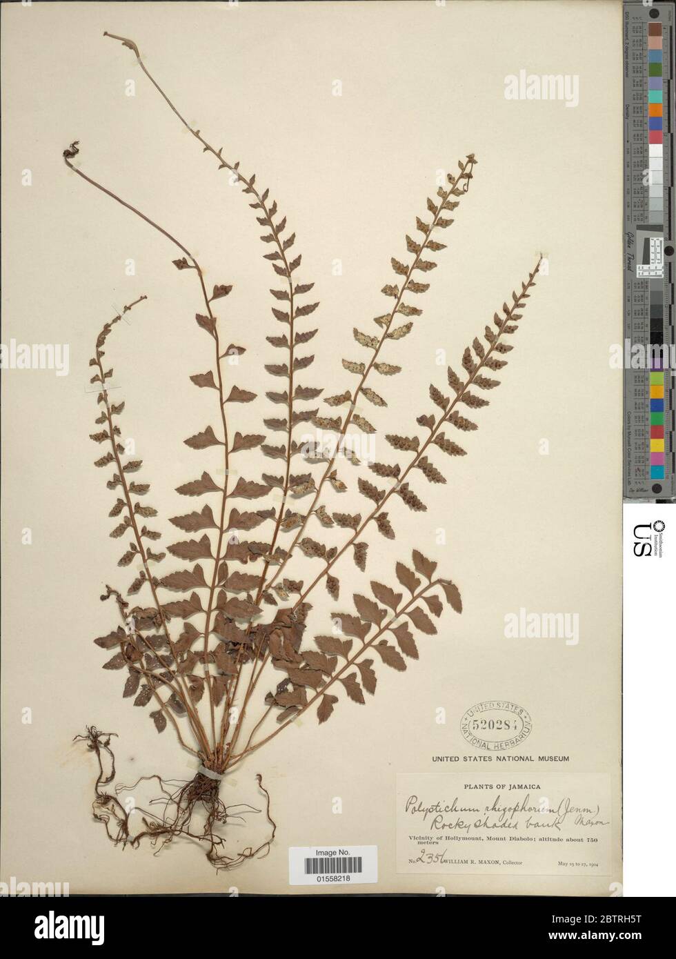 Polystichum rhizophorum Jenman Maxon Stock Photo - Alamy