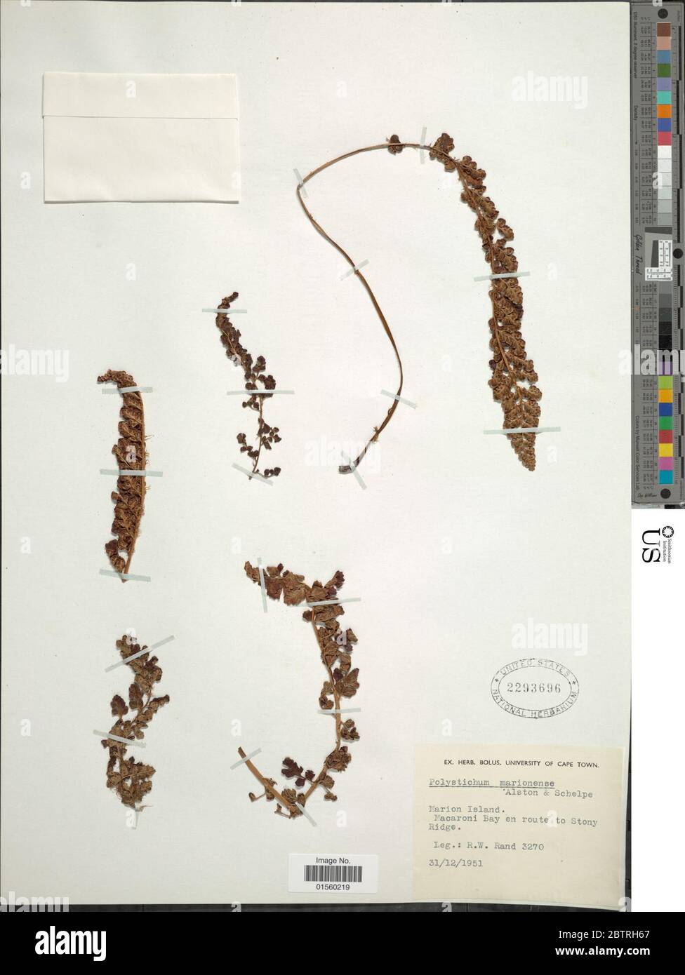 Polystichum marionense Alston Schelpe Stock Photo - Alamy
