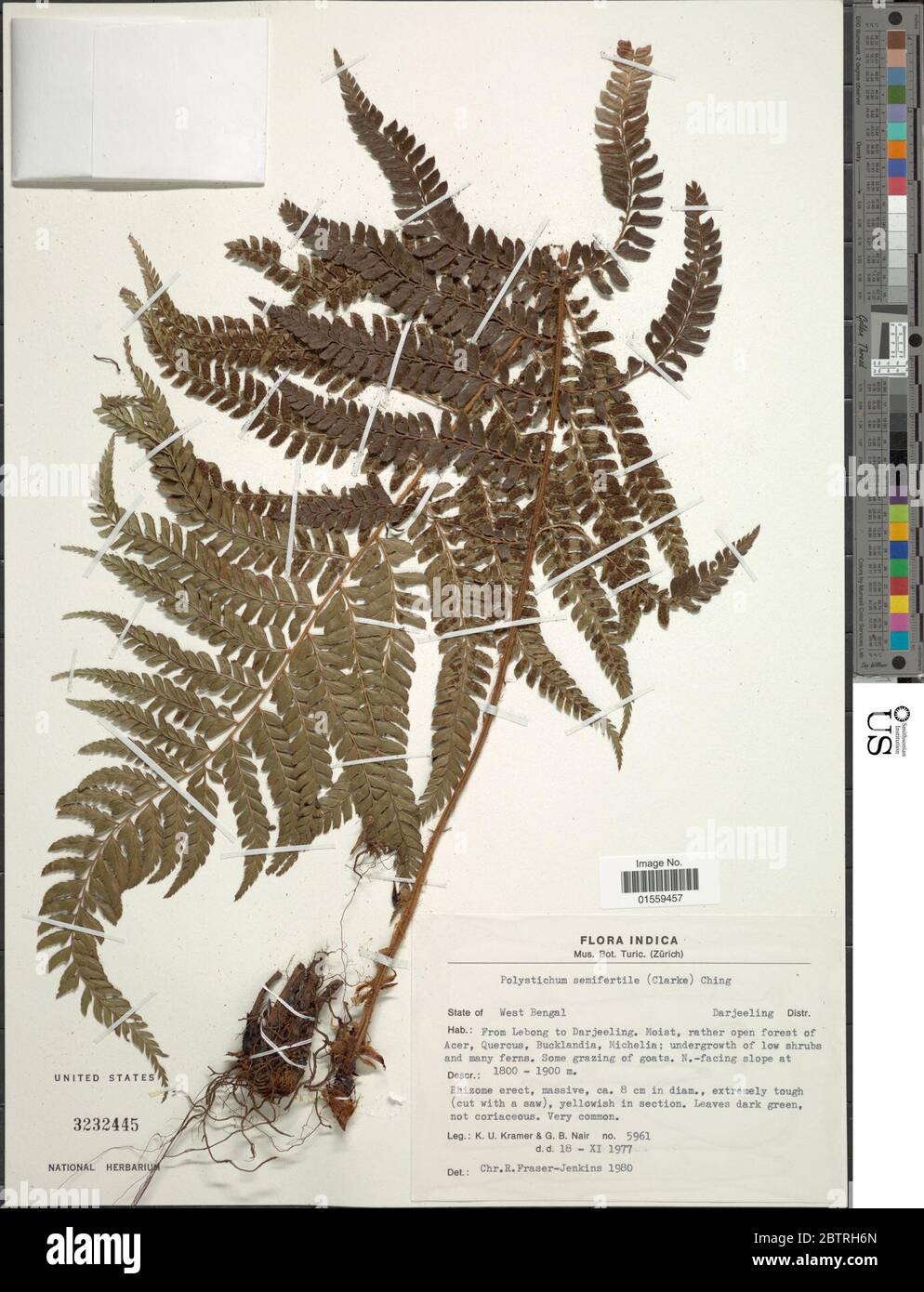 Polystichum semifertile CB Clarke Ching Stock Photo - Alamy