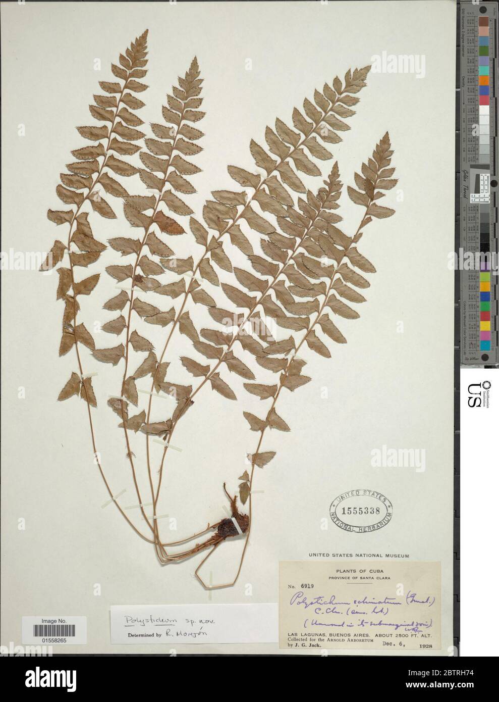 Polystichum sp hi-res stock photography and images - Alamy