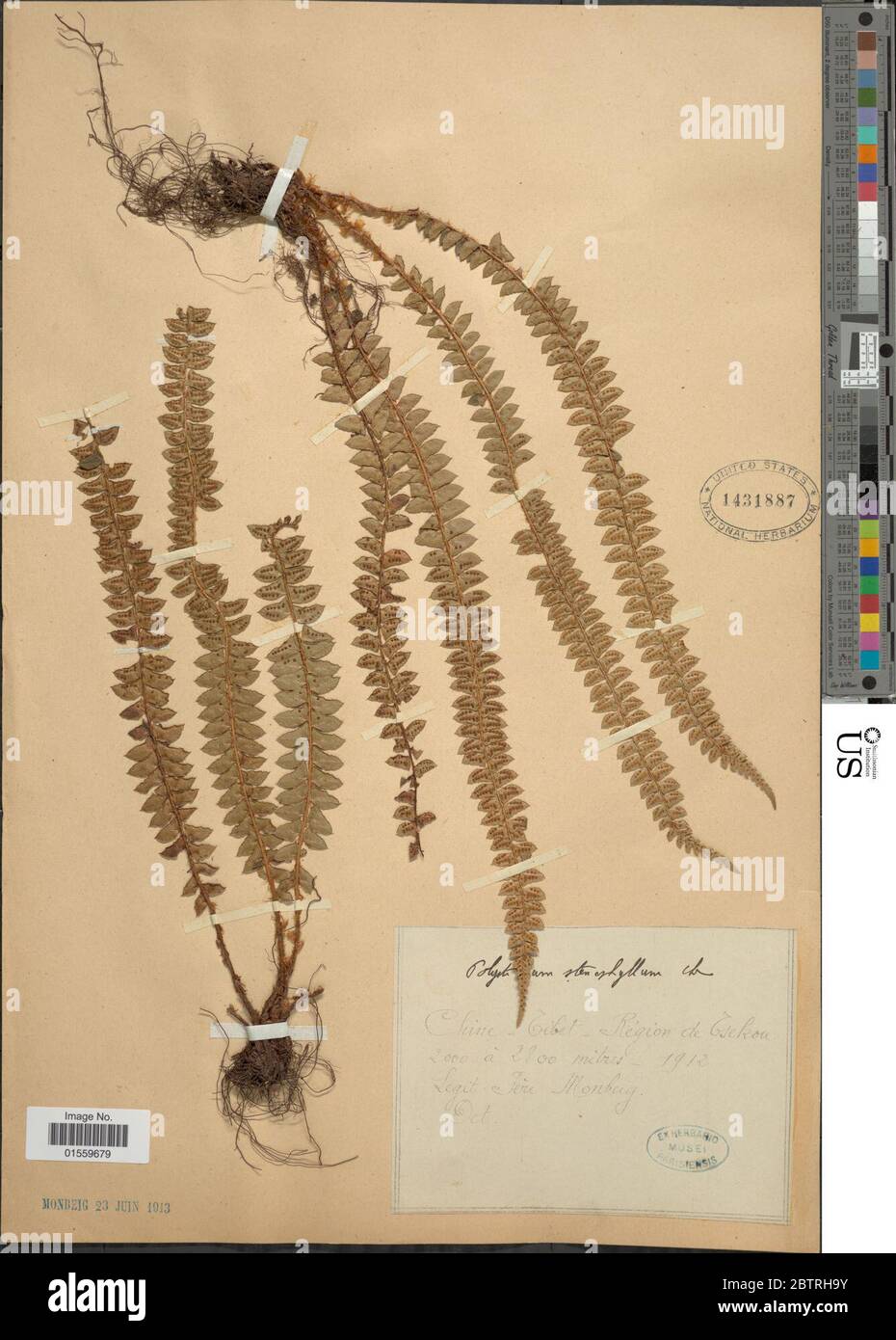 Polystichum stenophyllum Christ Stock Photo - Alamy