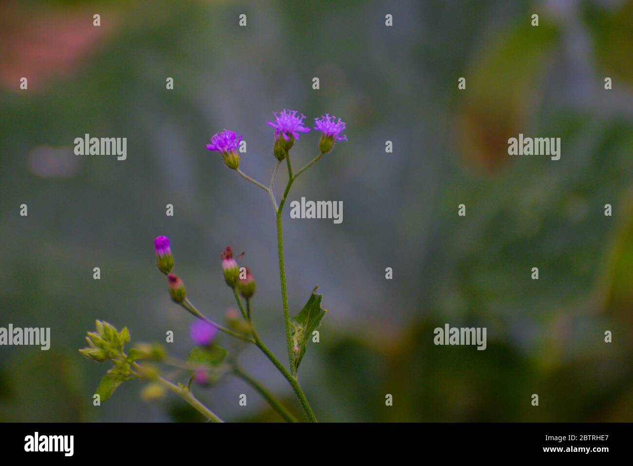 Jamanthi flowers hi-res stock photography and images - Alamy