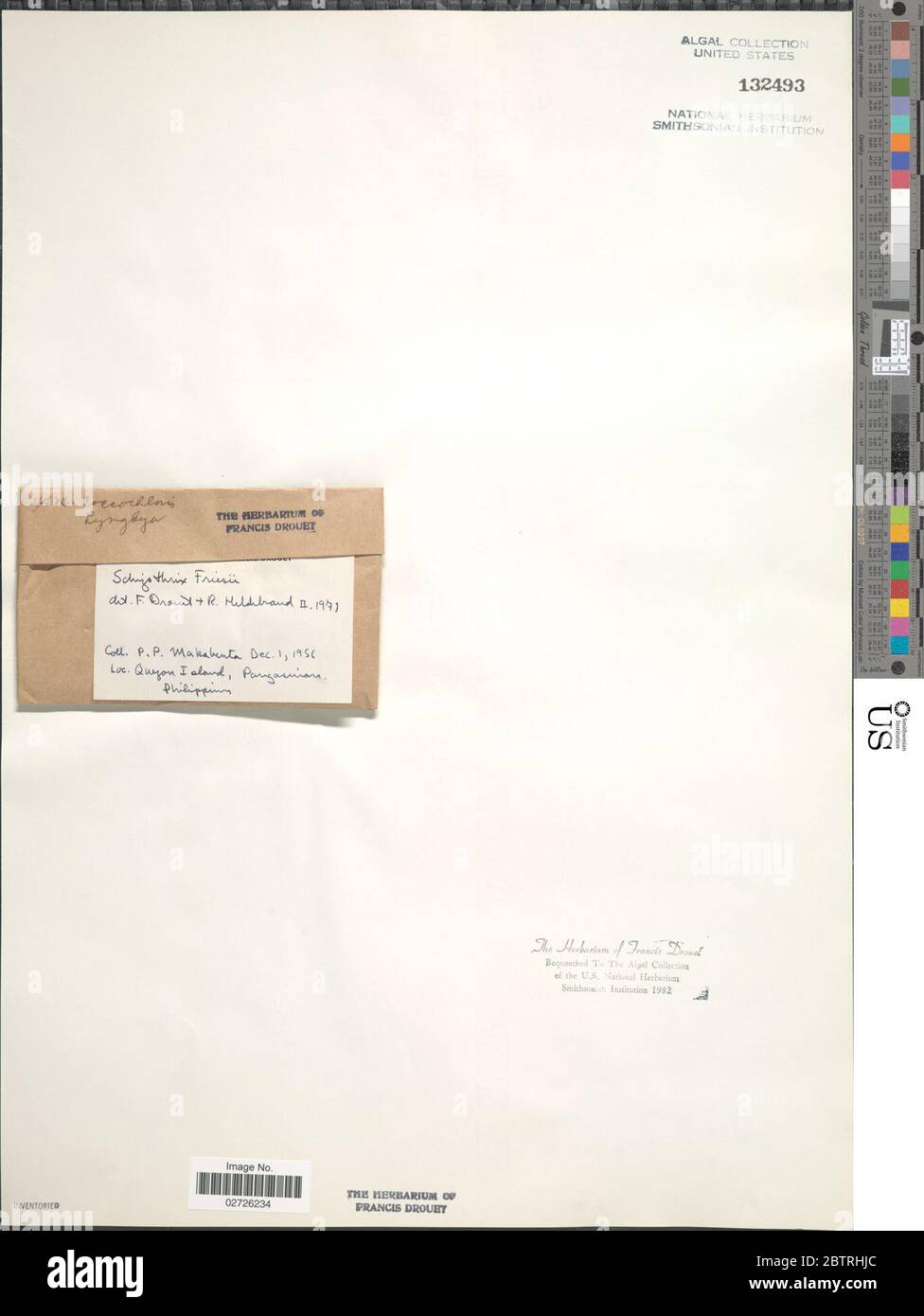 Schizothrix hi-res stock photography and images - Alamy