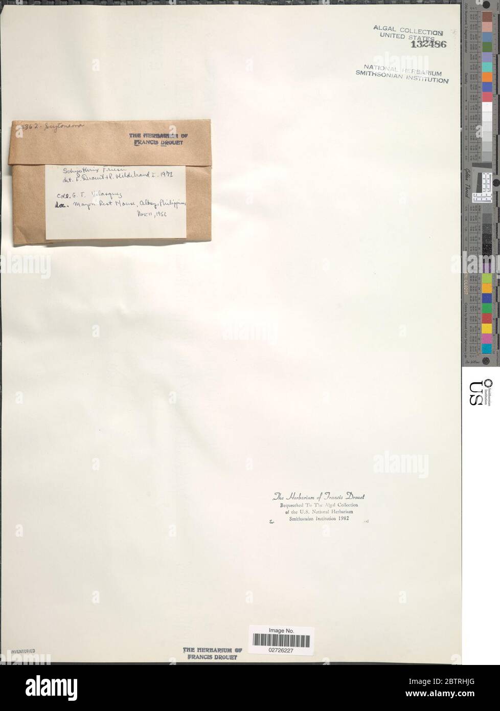 Schizothrix hi-res stock photography and images - Alamy