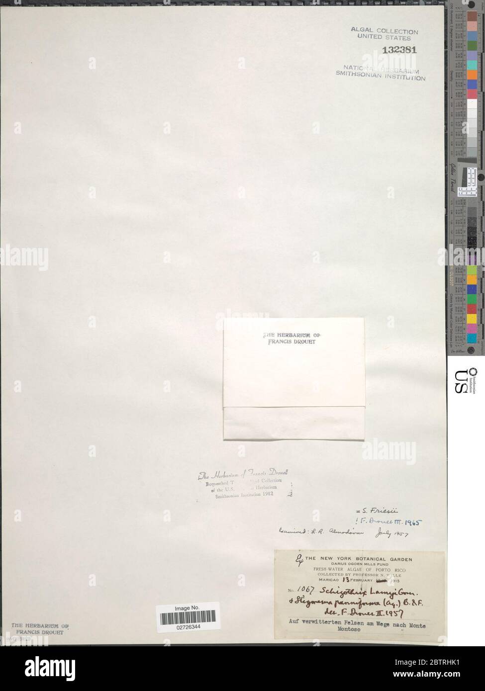 Schizothrix hi-res stock photography and images - Alamy