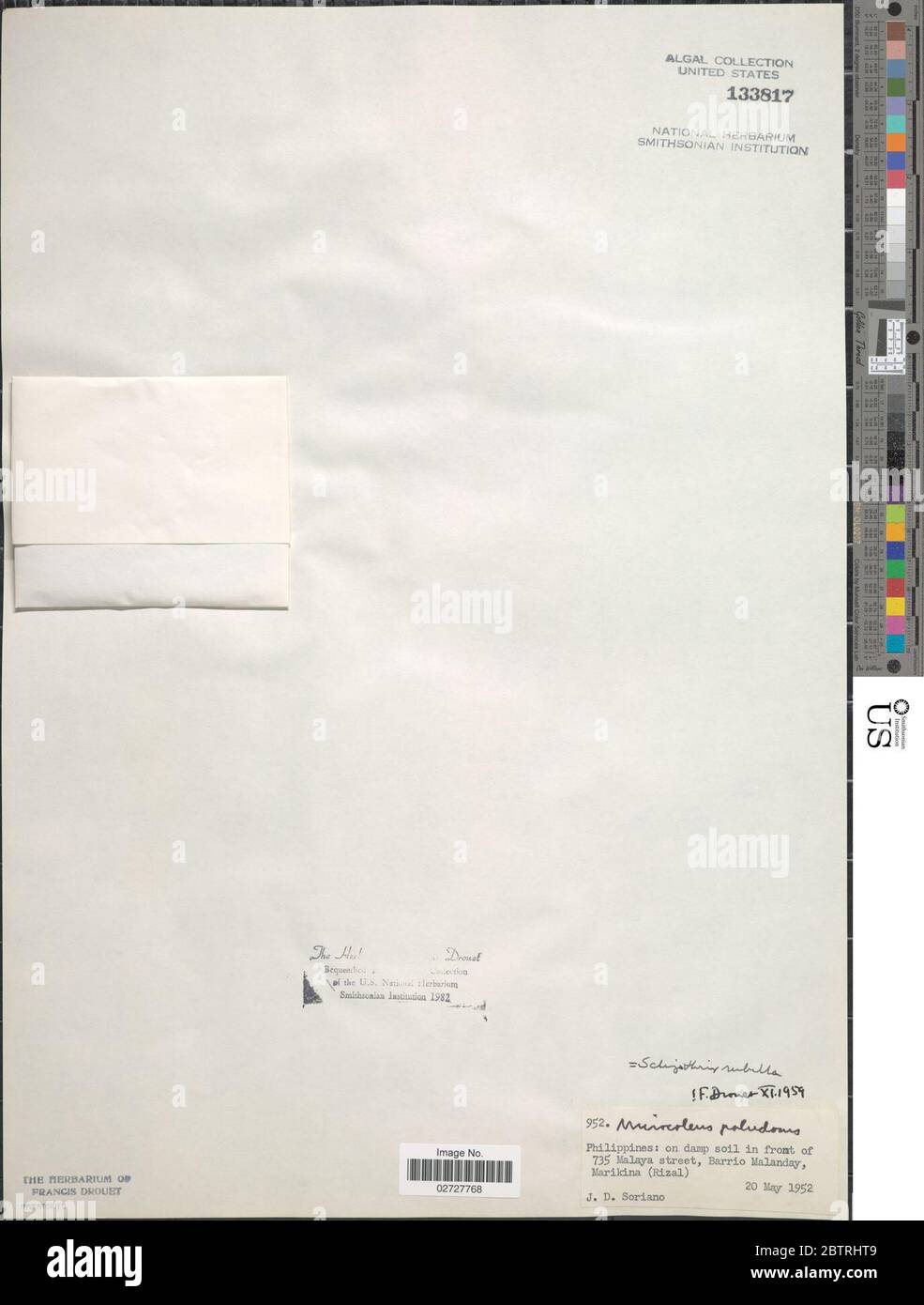 Schizothrix hi-res stock photography and images - Alamy