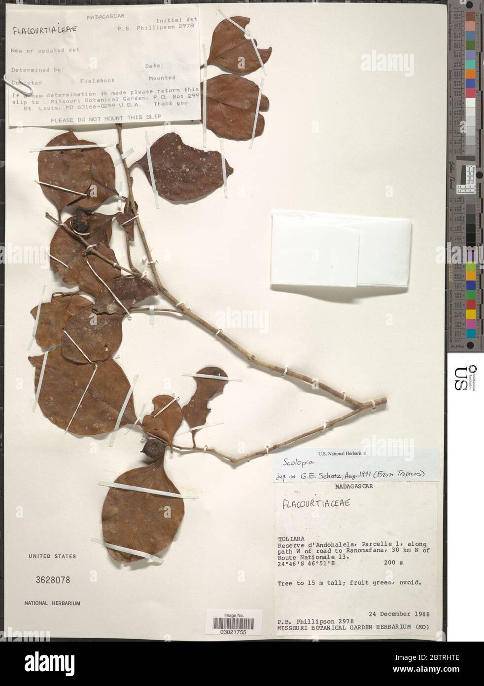 Scolopia hi-res stock photography and images - Alamy