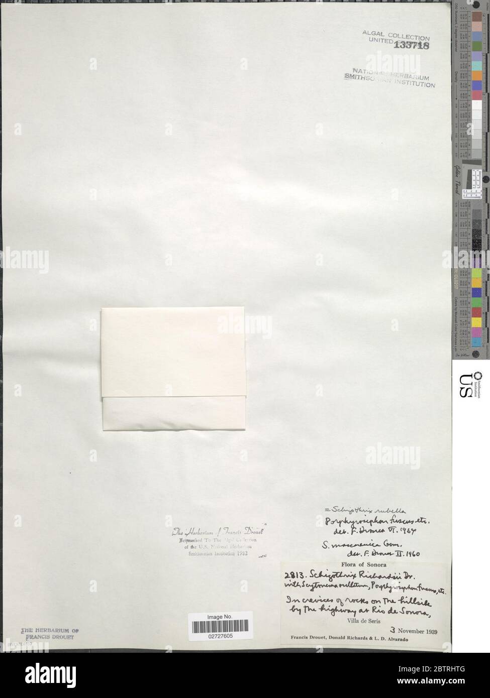 Schizothrix hi-res stock photography and images - Alamy