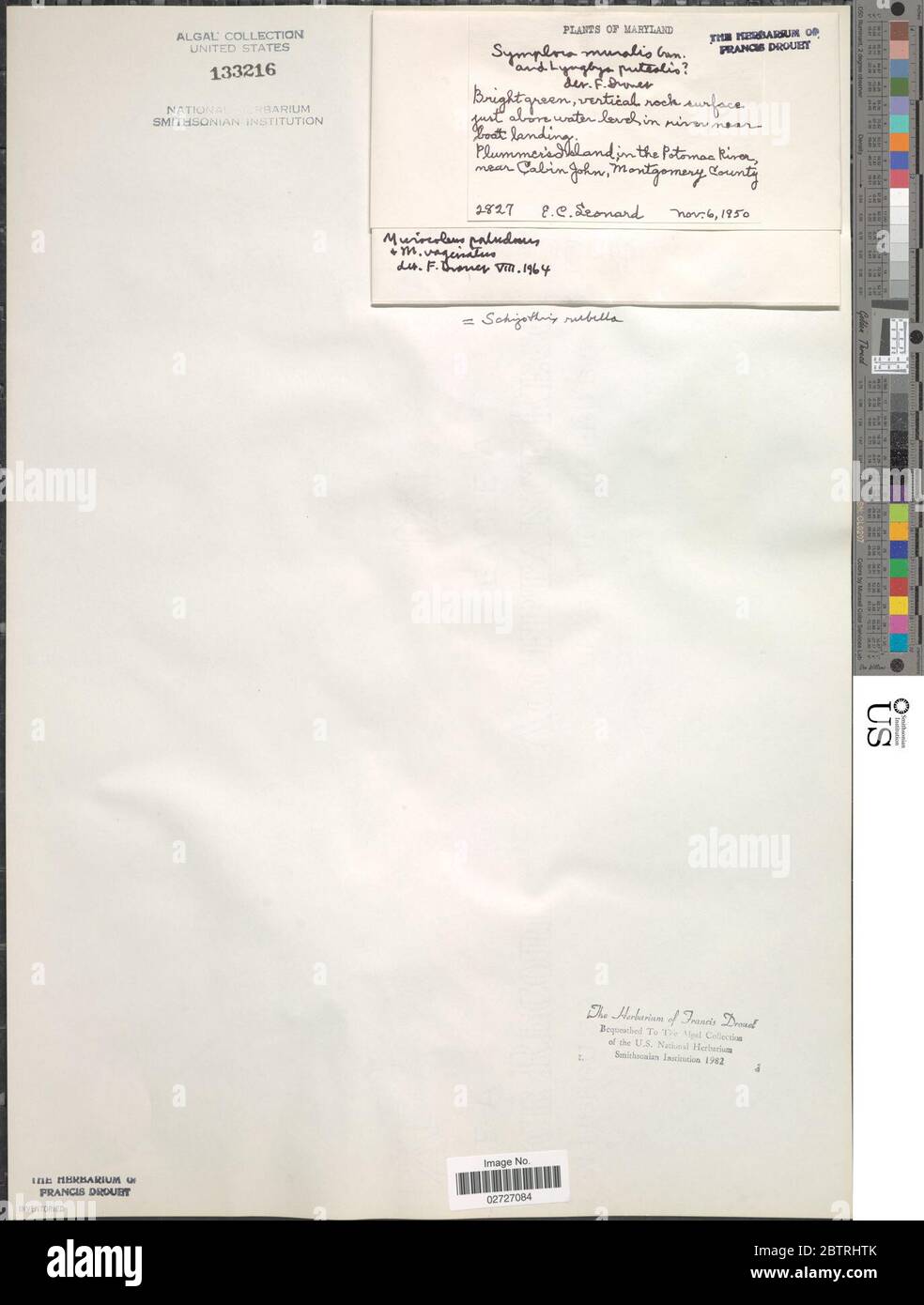 Schizothrix hi-res stock photography and images - Alamy