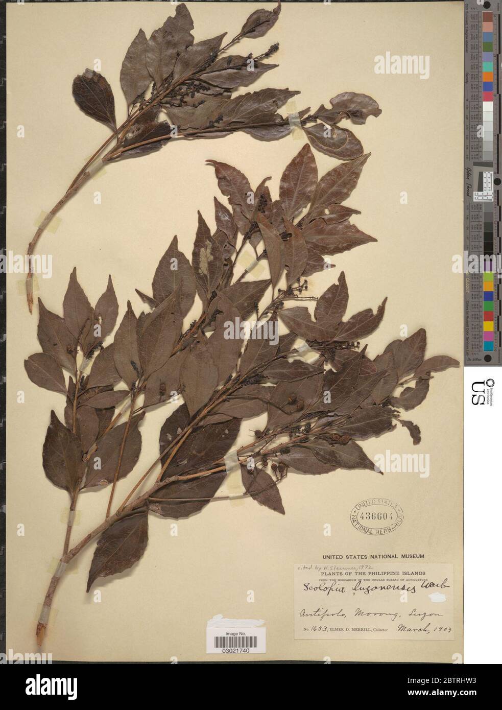 Scolopia luzonensis C Presl Warb Stock Photo - Alamy