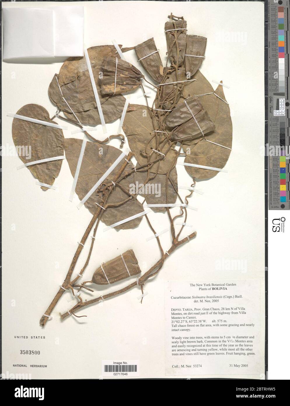 Siolmatra brasiliensis Cogn Baill Stock Photo - Alamy