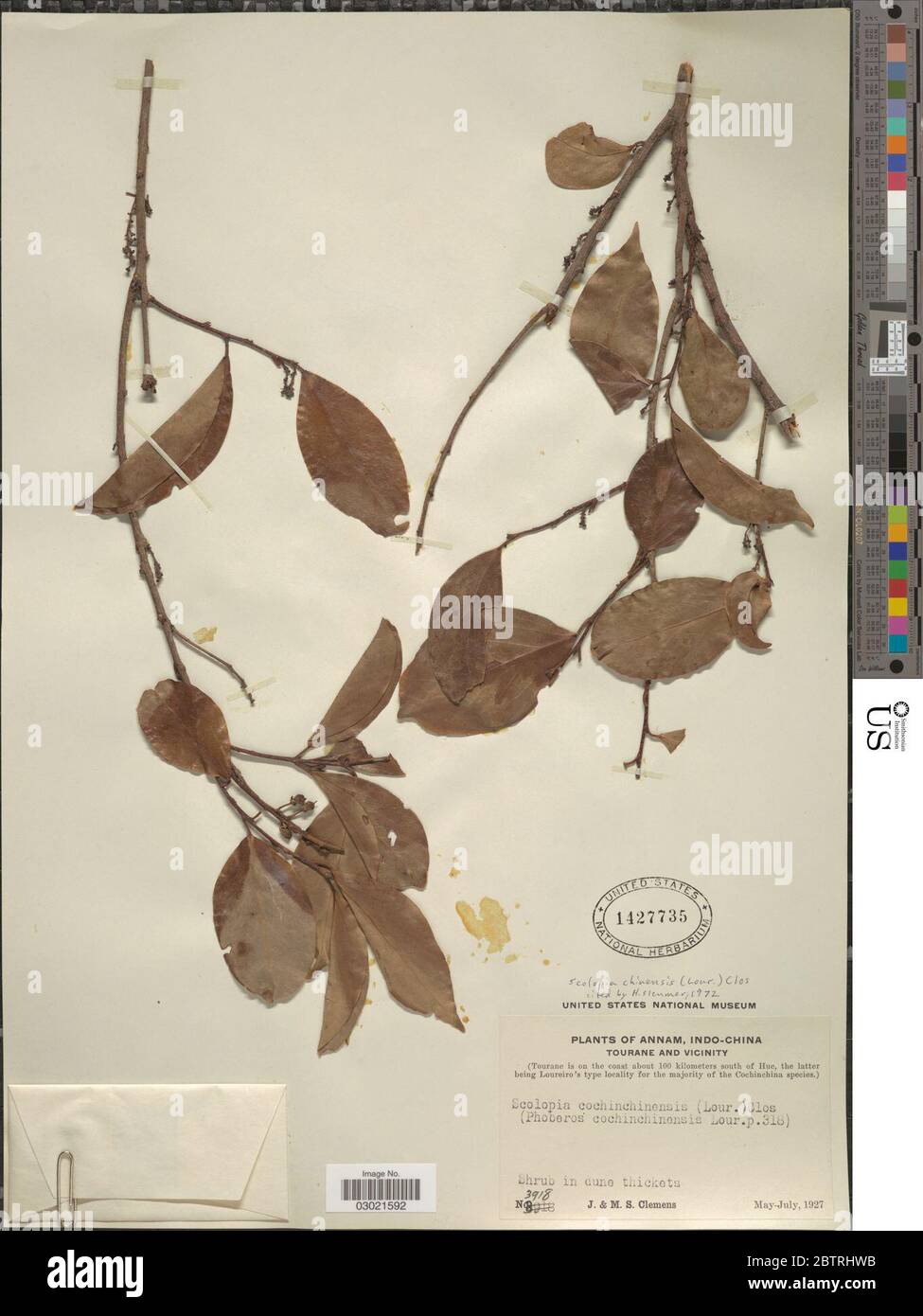 Scolopia hi-res stock photography and images - Alamy