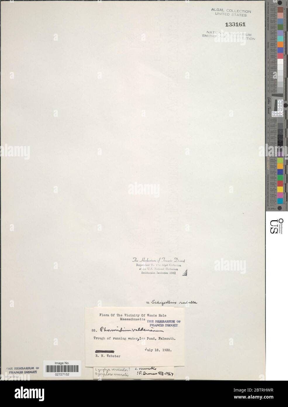 Schizothrix hi-res stock photography and images - Alamy