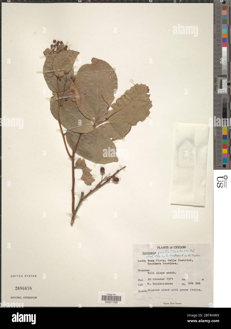 Scolopia hi-res stock photography and images - Alamy