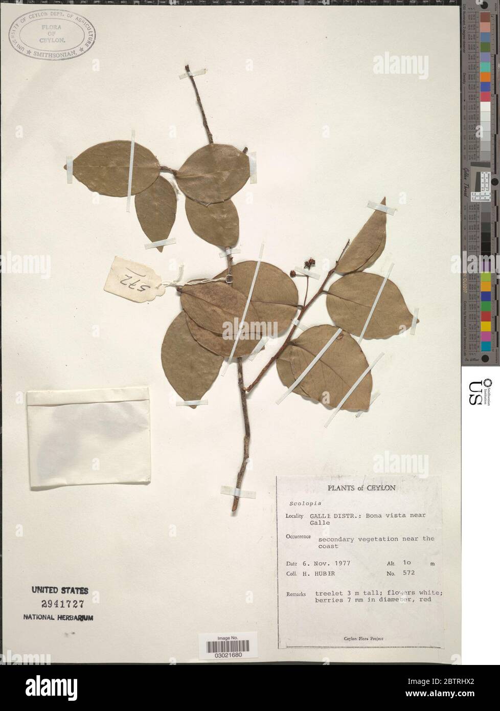 Scolopia hi-res stock photography and images - Alamy