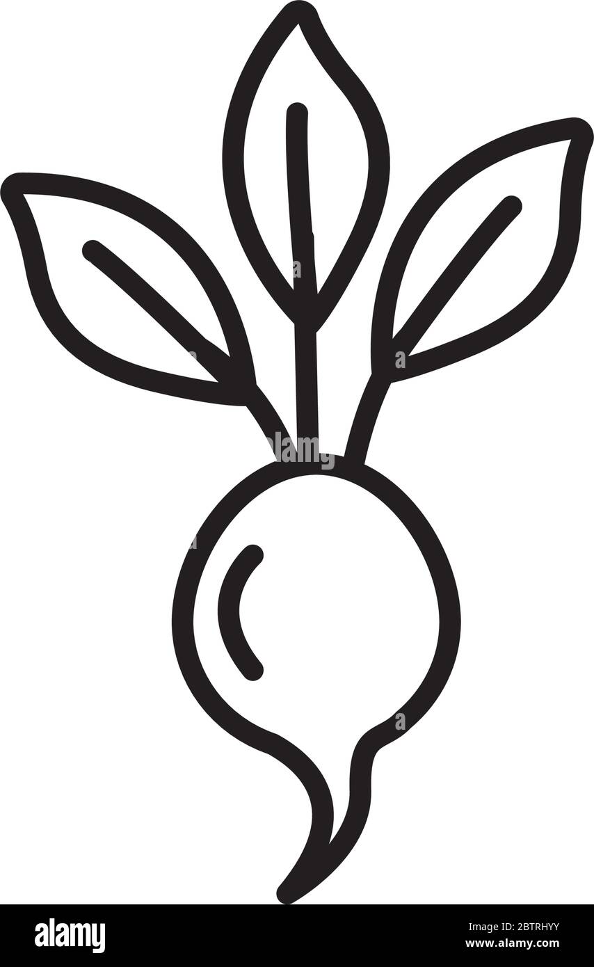 radish vegetable icon over white background, line style, vector ...