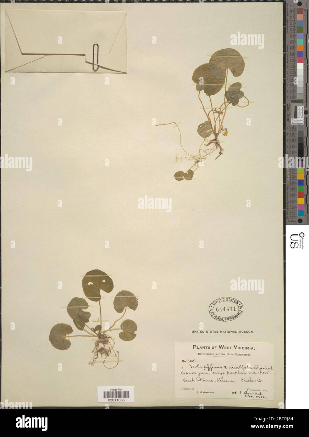 Viola affinis hi-res stock photography and images - Alamy