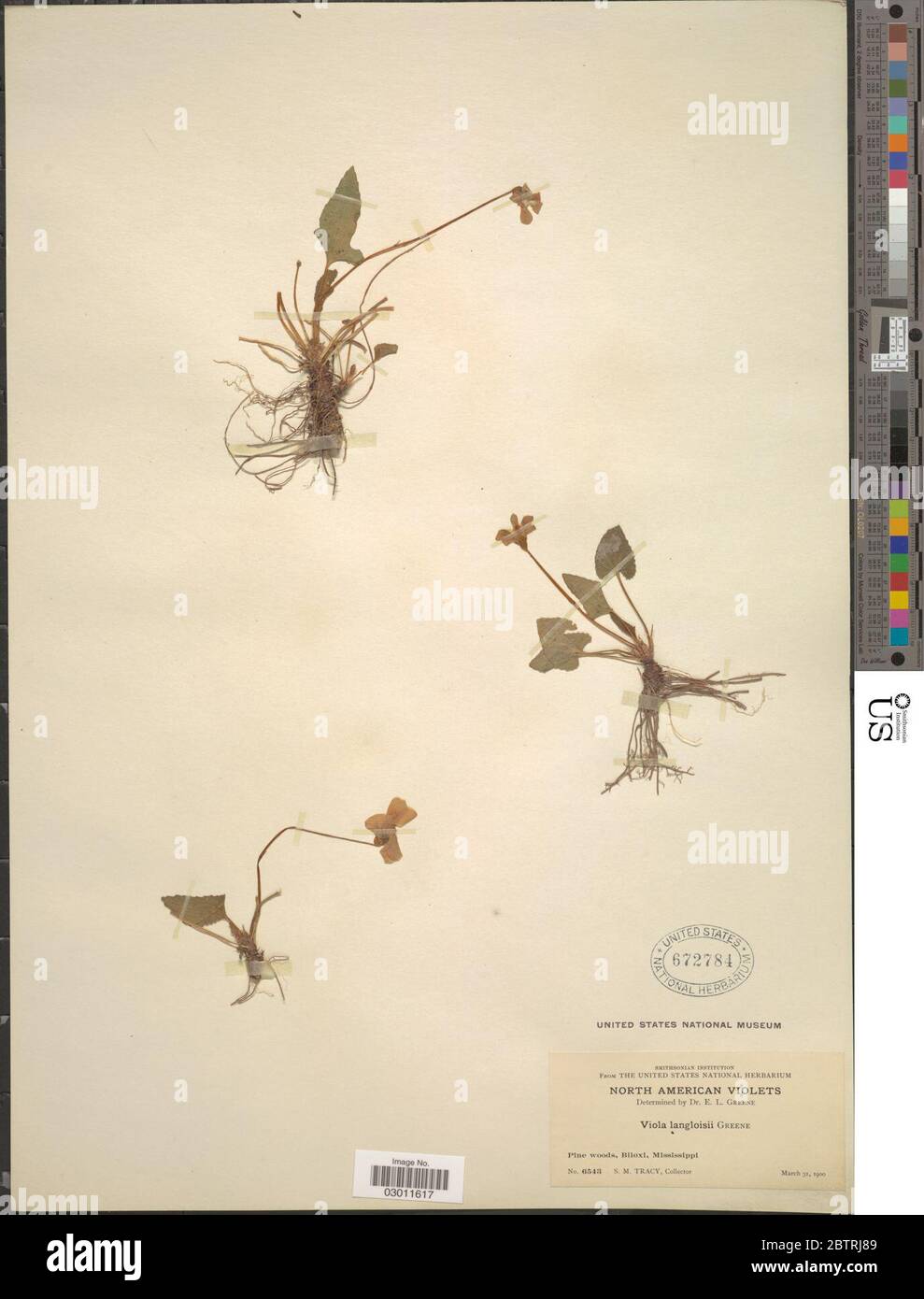 Viola affinis hi-res stock photography and images - Alamy