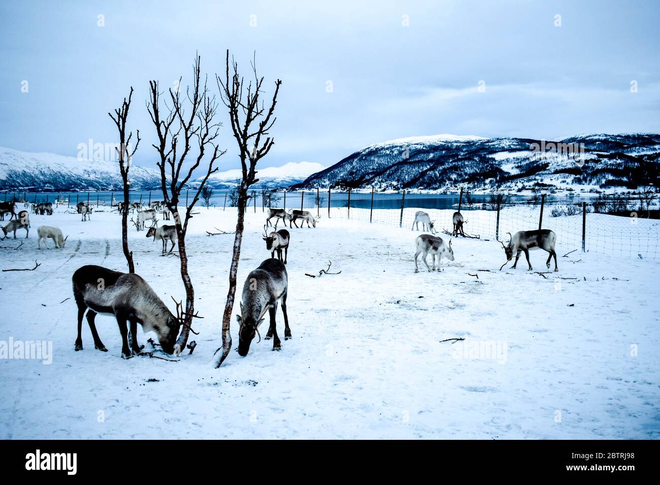 Beautiful wild reindeer in traditional Sami camp in northern Norway ...