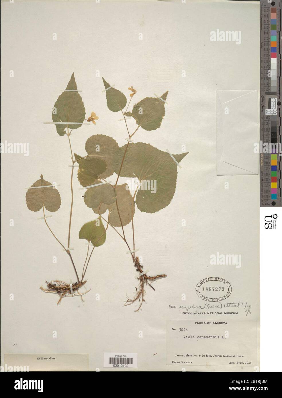 Viola canadensis L Stock Photo - Alamy