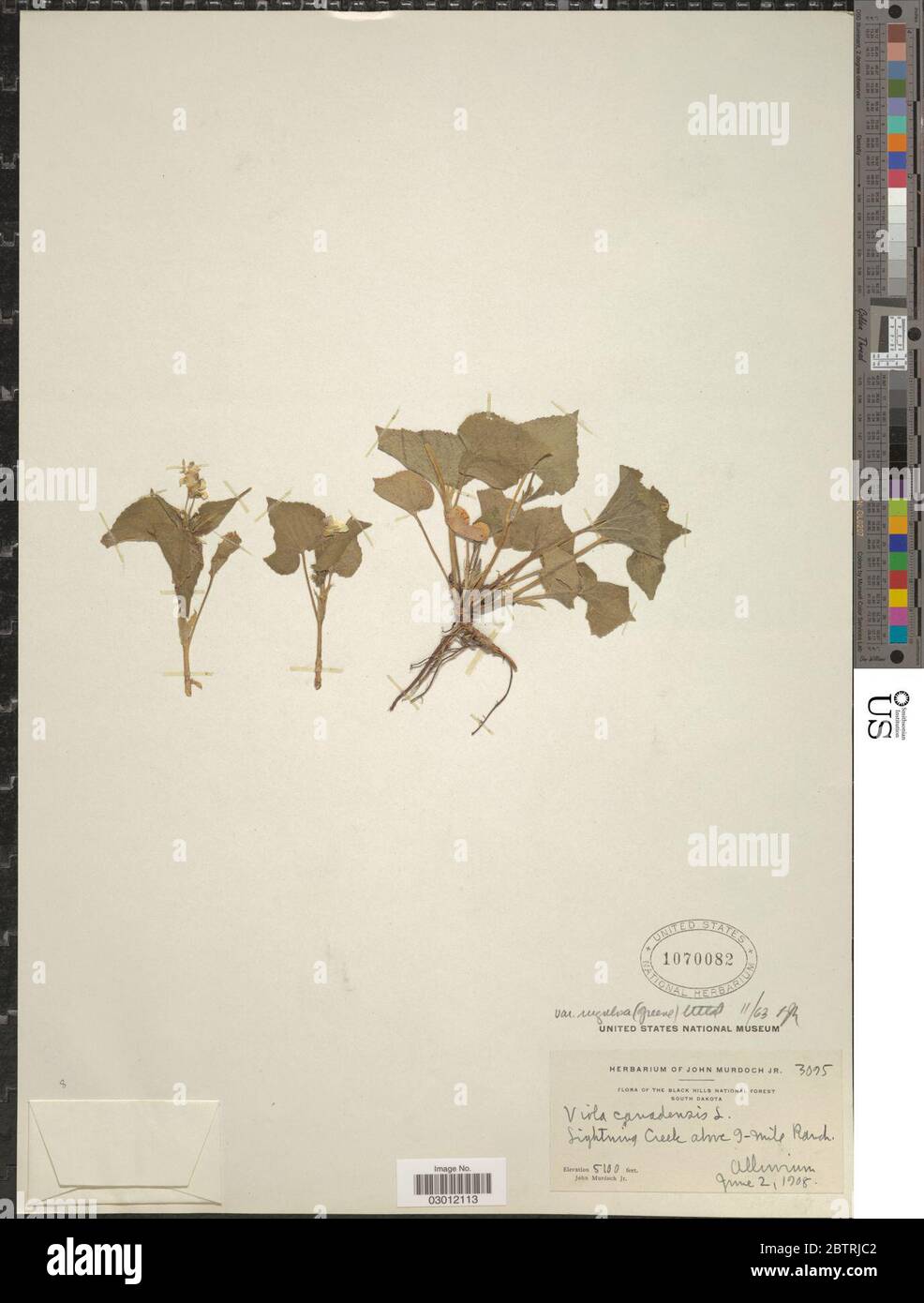 Viola canadensis L Stock Photo - Alamy