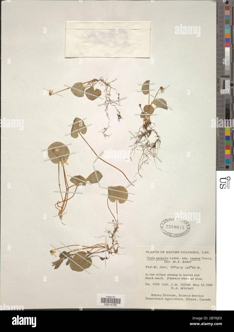 Viola epipsila Ledeb Stock Photo - Alamy