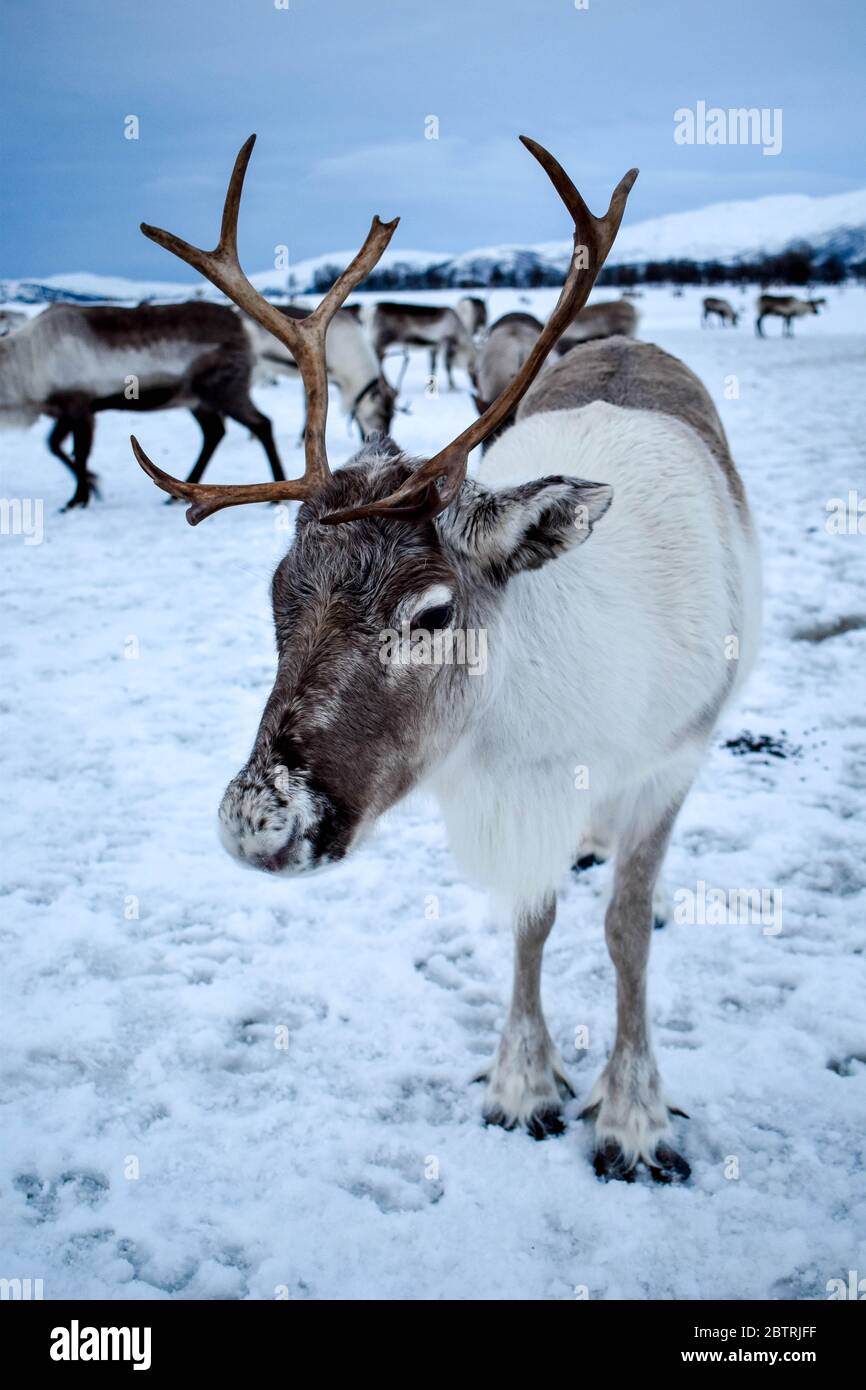 Traditional sami camp reindeer hi-res stock photography and images - Alamy