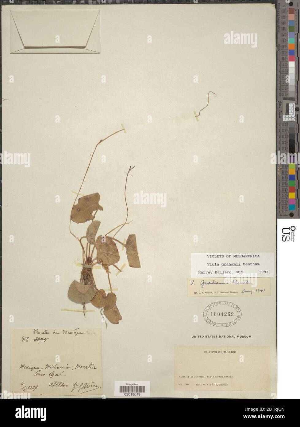 Grahamii hi-res stock photography and images - Alamy