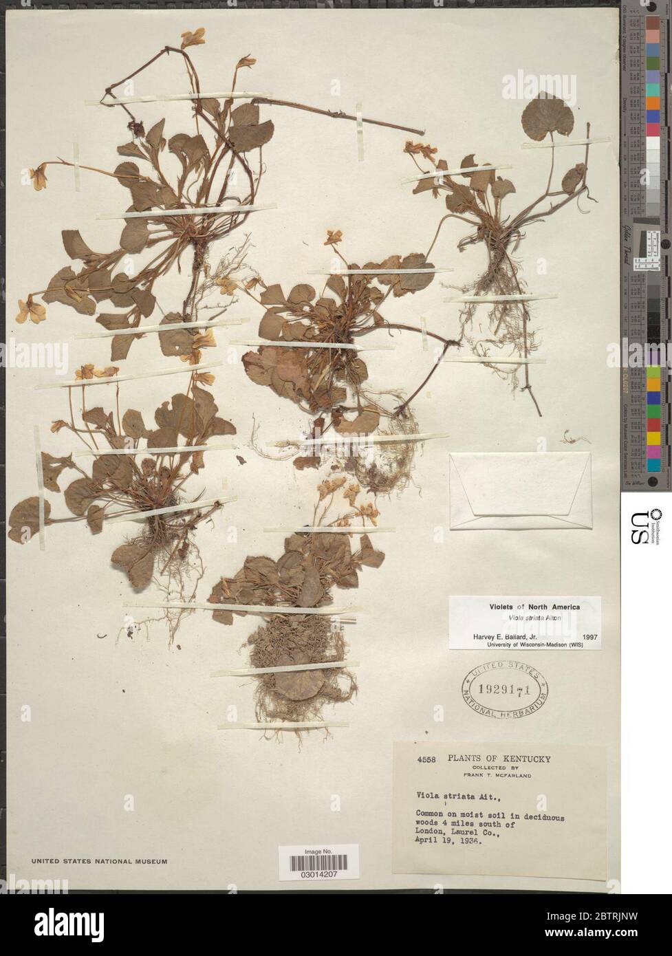 Viola rostrata hi-res stock photography and images - Alamy