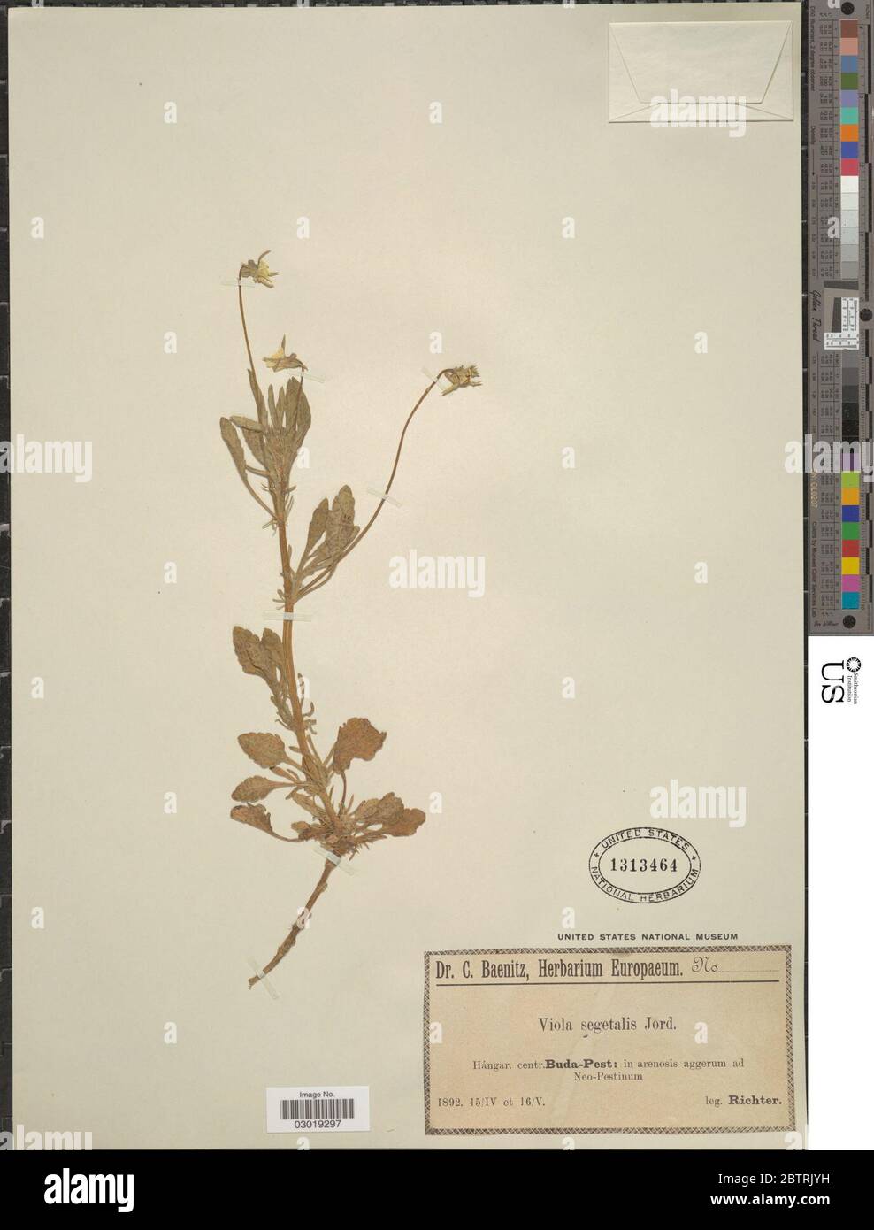 Segetalis hi-res stock photography and images - Alamy