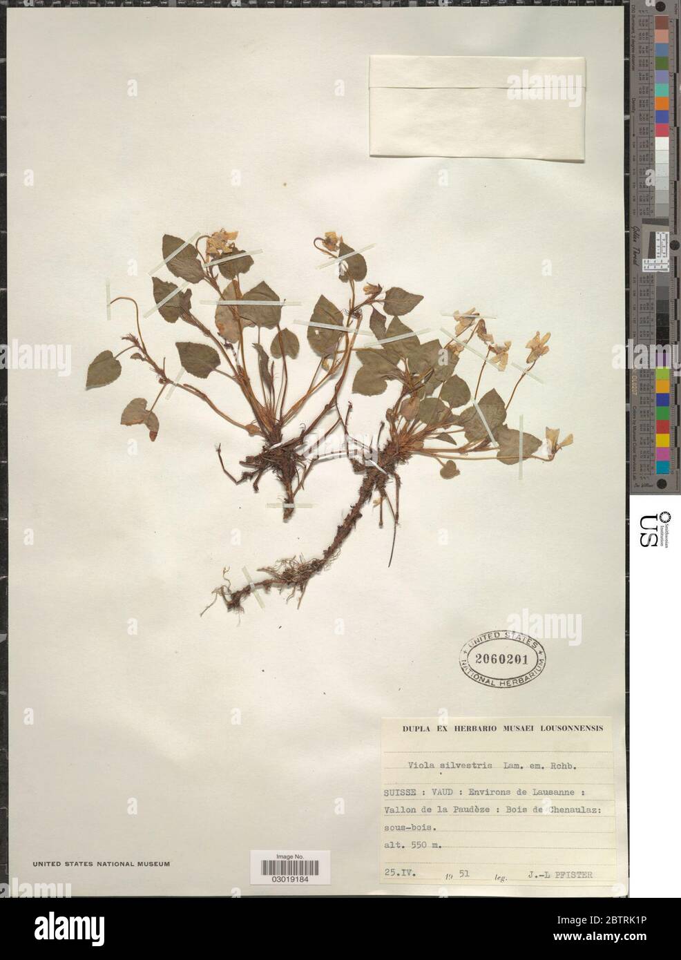 Viola sylvestris Lam Stock Photo - Alamy