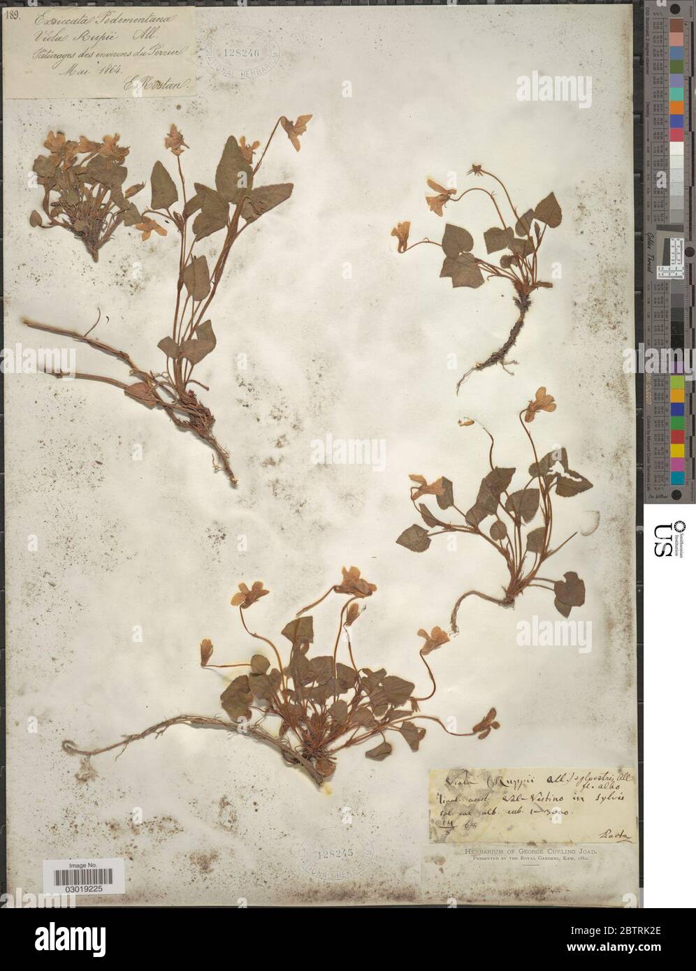 Viola sylvestris Lam Stock Photo - Alamy