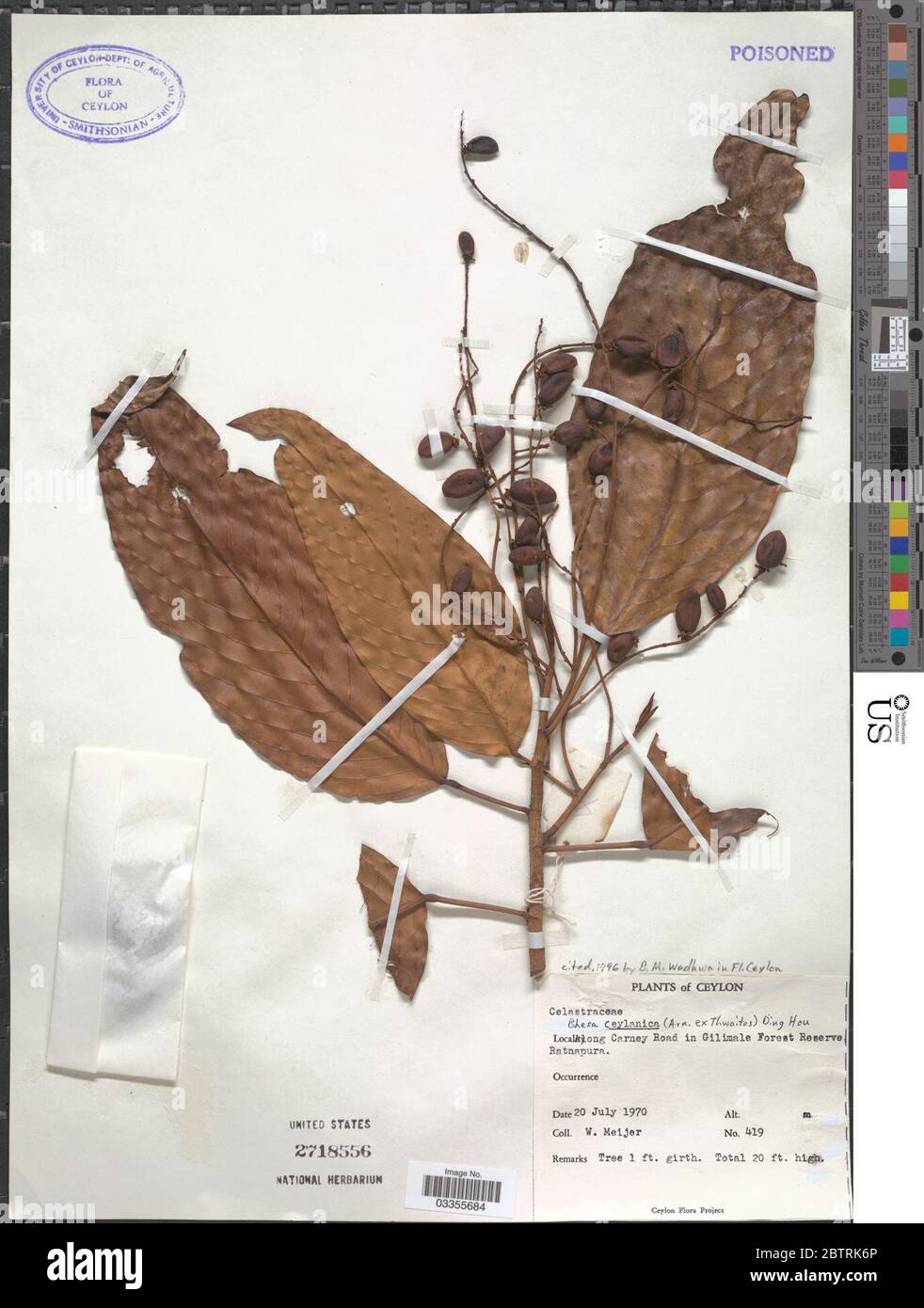 Bhesa ceylanica Arn ex Thwaites Dinghou Stock Photo - Alamy