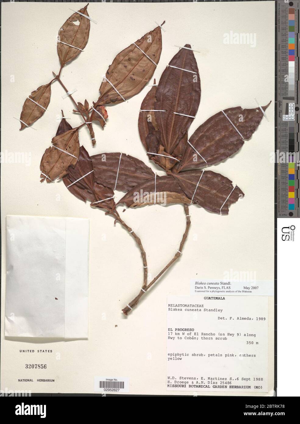 Blakea cuneata Standl Stock Photo - Alamy