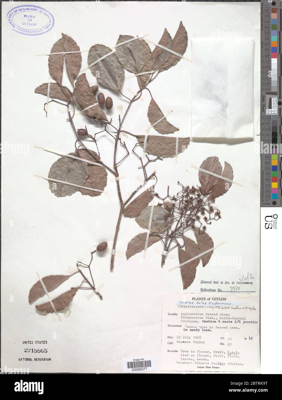 Kosterm hi-res stock photography and images - Alamy