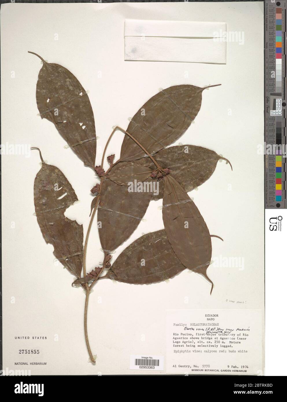 Blakea rosea hi-res stock photography and images - Alamy