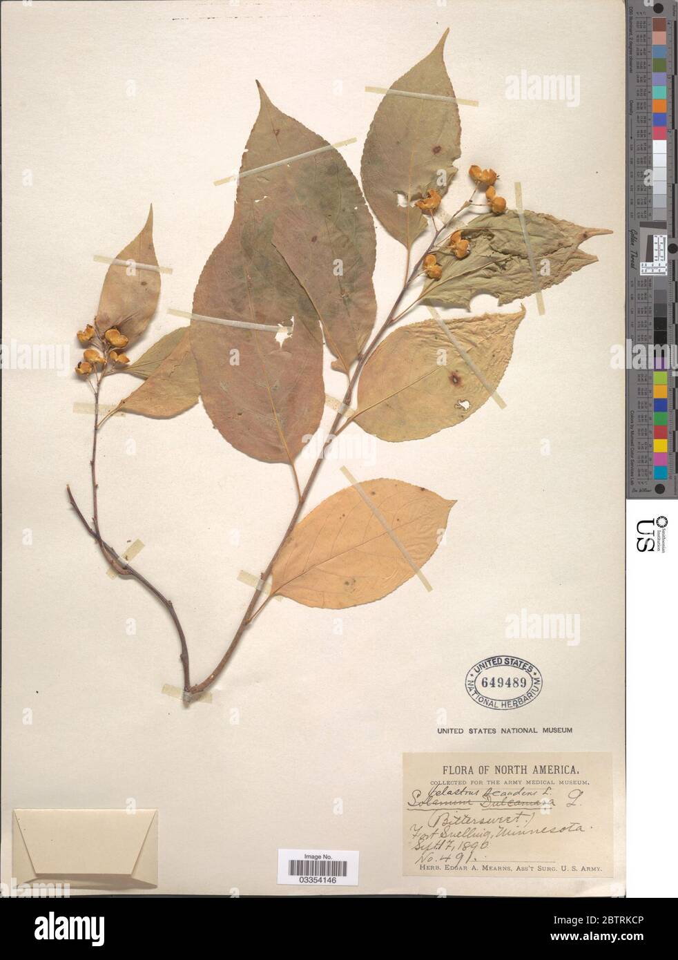 Celastrus scandens hi-res stock photography and images - Alamy