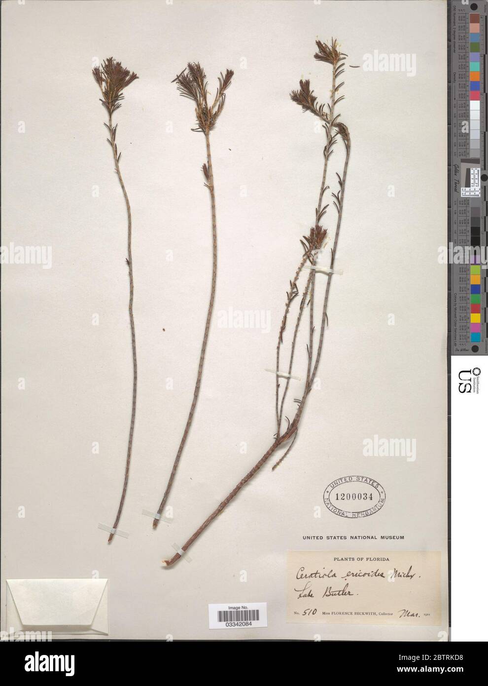 Ericoides hi-res stock photography and images - Alamy