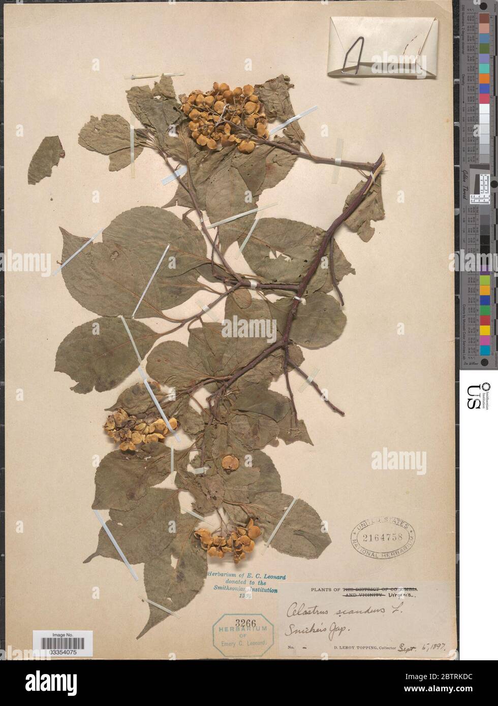 American bittersweet vine hi-res stock photography and images - Alamy
