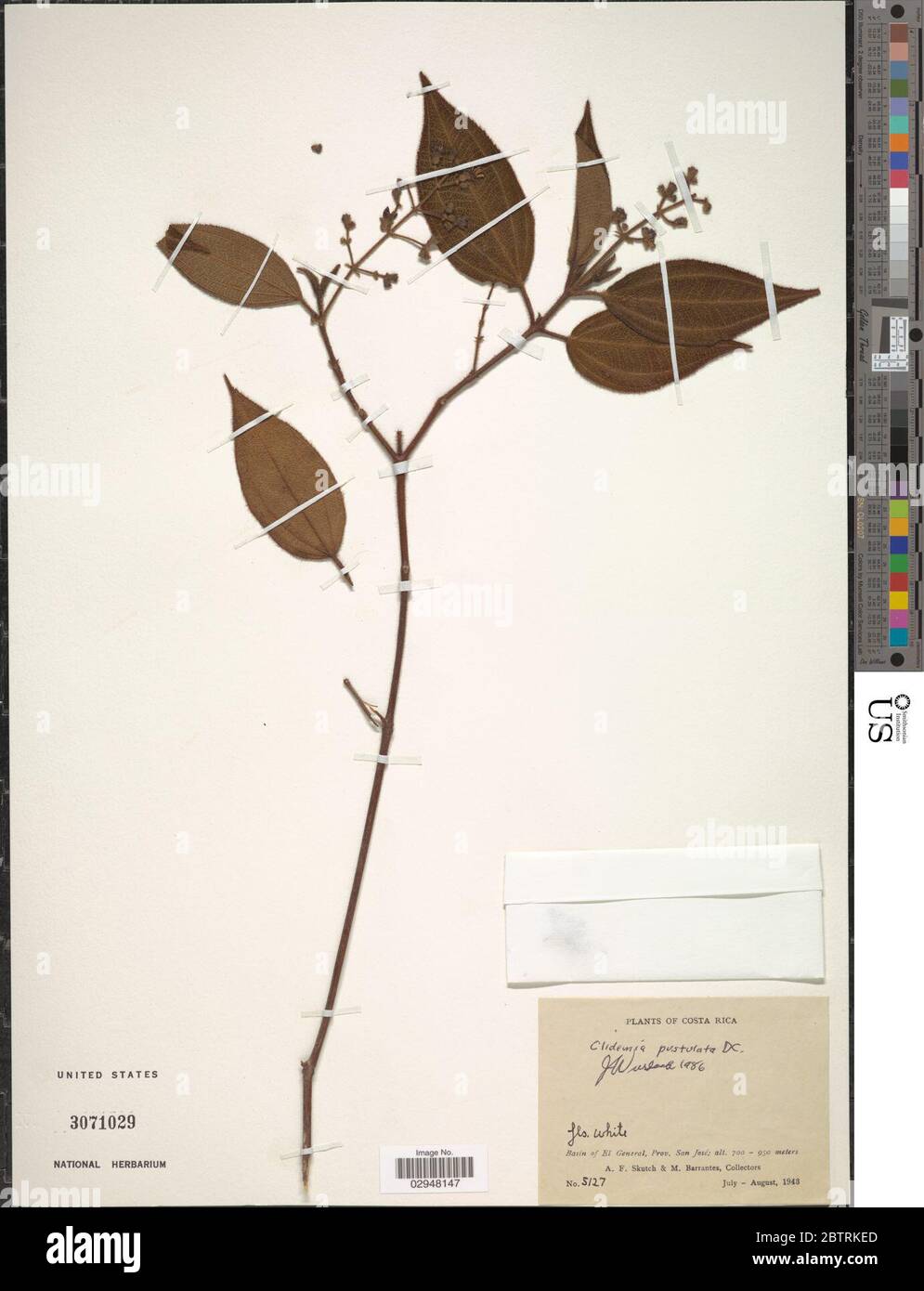 Clidemia pustulata DC Stock Photo - Alamy