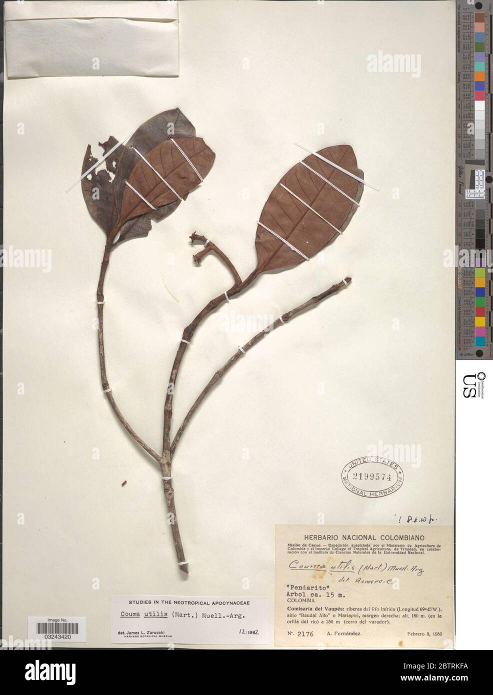 Couma hi-res stock photography and images - Alamy