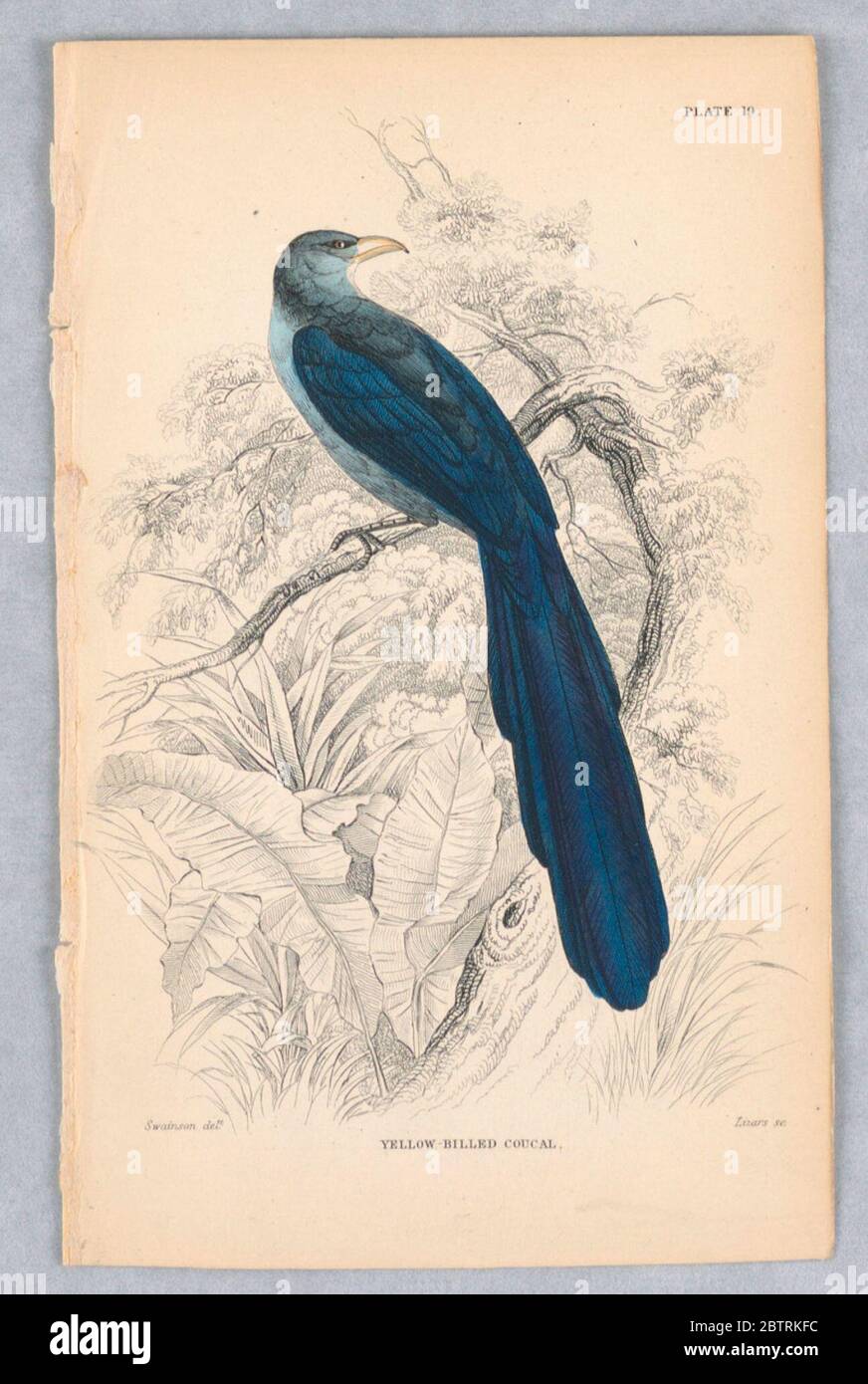 Large dark blue tail hi-res stock photography and images - Alamy