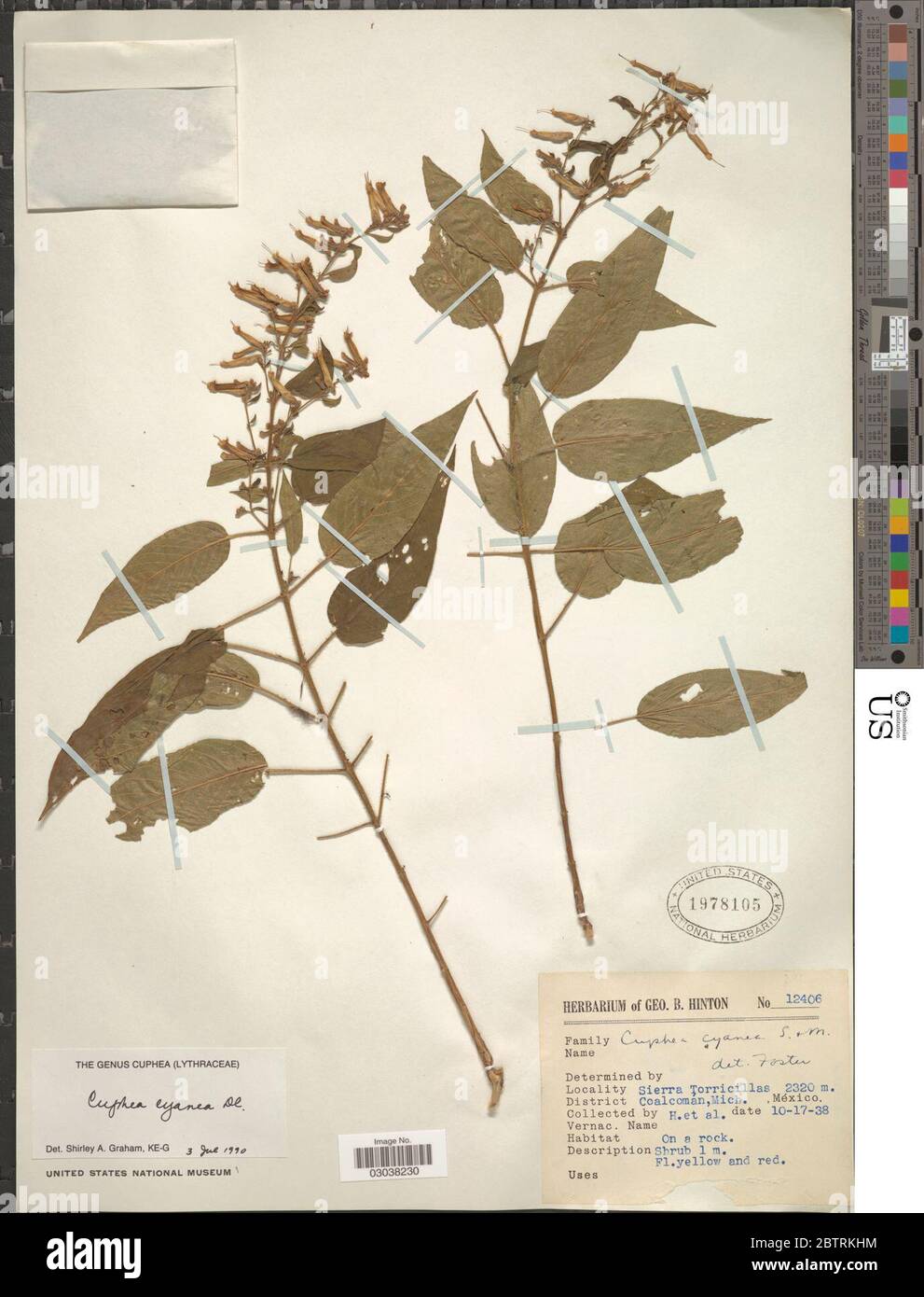 Cuphea cyanea DC Stock Photo - Alamy