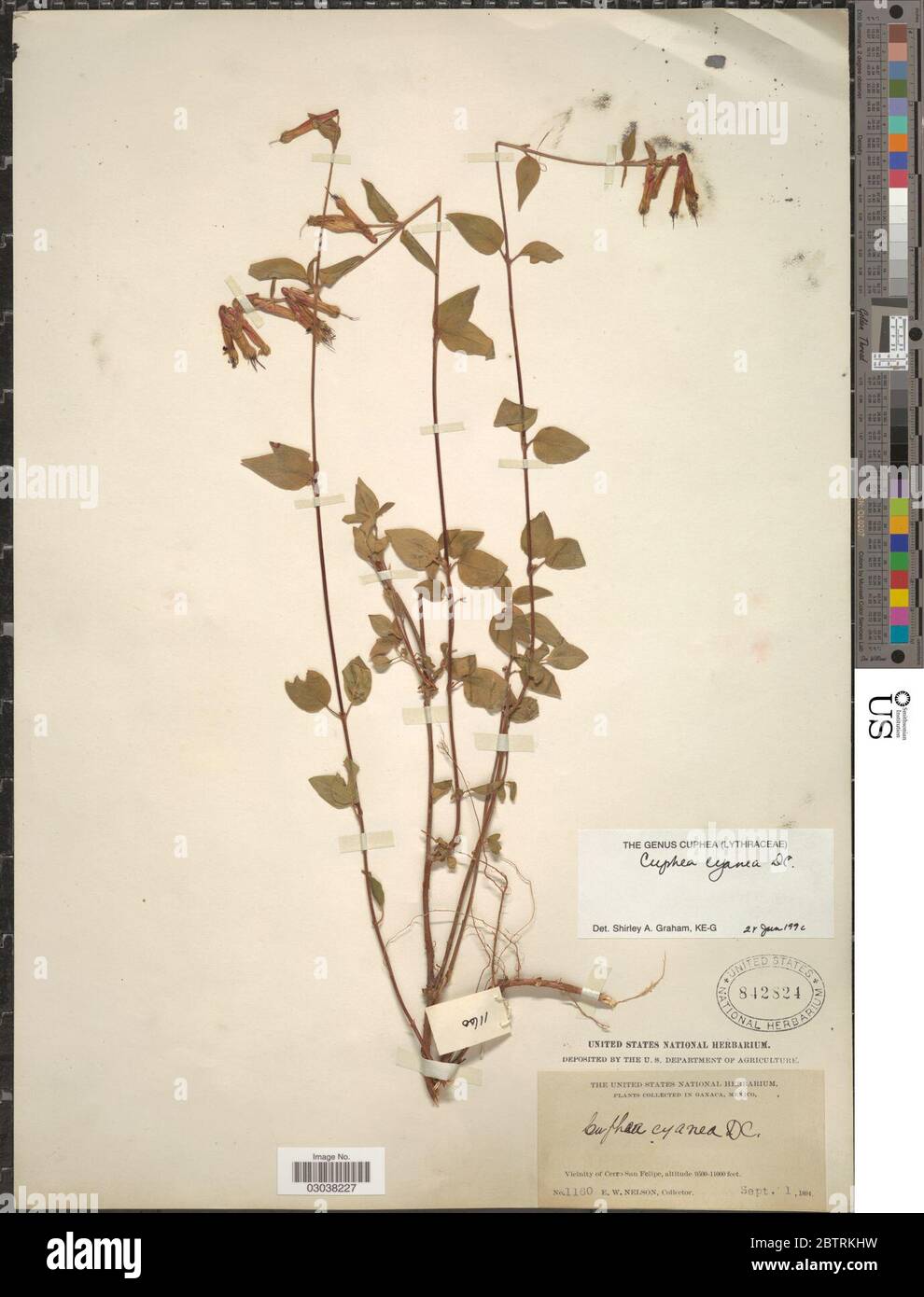 Cuphea cyanea DC Stock Photo - Alamy