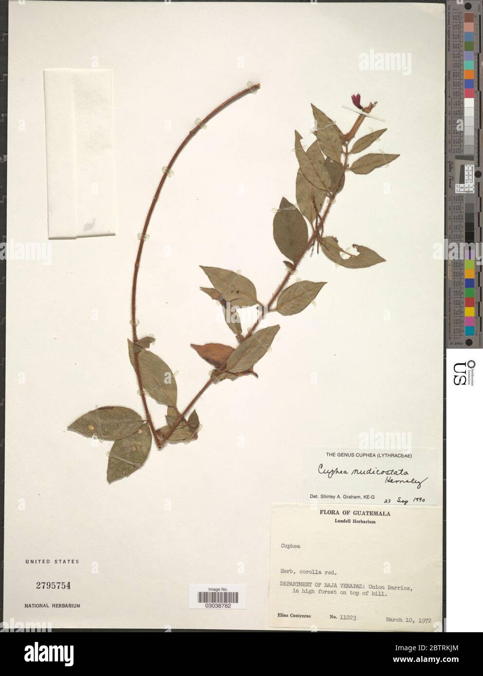 Cuphea nudicostata Hemsl Stock Photo - Alamy