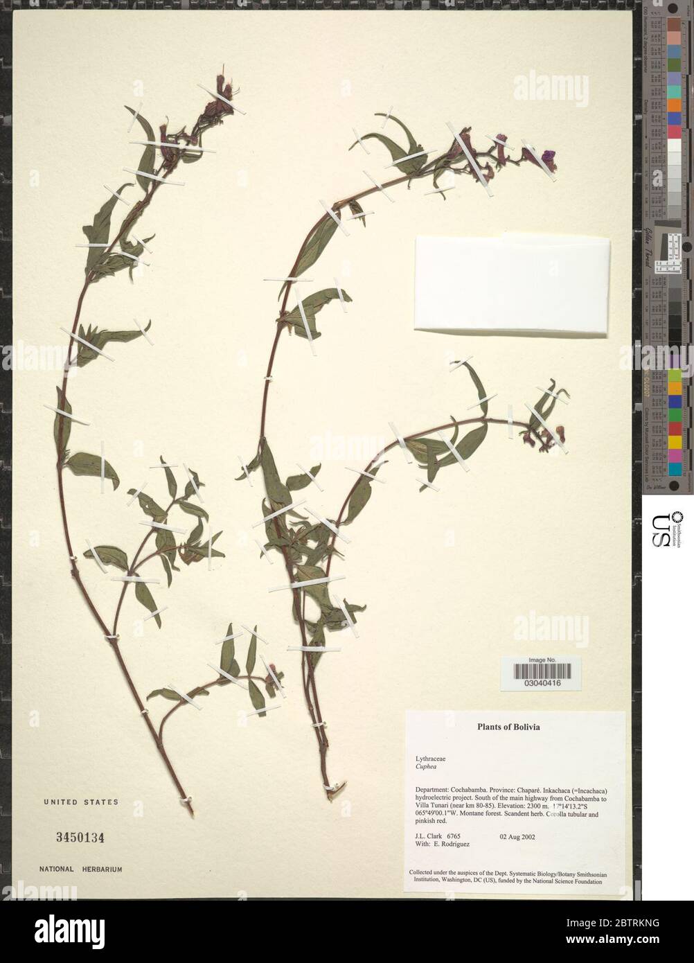 Cuphea sp hi-res stock photography and images - Alamy